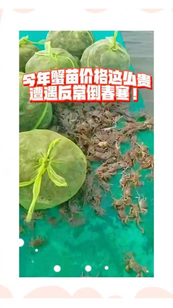 淡水螃蟹养殖技术_如何提高成活率-第2张图片-山城妙识 淡水螃蟹养殖技术_如何提高成活率-第2张图片-山城妙识