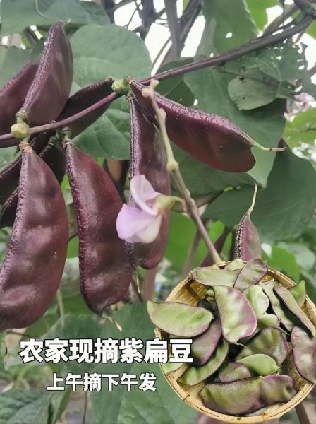 新鲜扁豆的功效与作用_新鲜扁豆怎么吃最营养-第3张图片-山城妙识 新鲜扁豆的功效与作用_新鲜扁豆怎么吃最营养-第3张图片-山城妙识