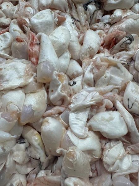 鱼鳔图片_鱼鳔长什么样-第1张图片-山城妙识