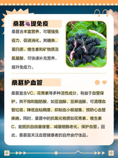 桑葚的功效与作用及副作用_哪些人不能吃桑葚-第3张图片-山城妙识 桑葚的功效与作用及副作用_哪些人不能吃桑葚-第3张图片-山城妙识