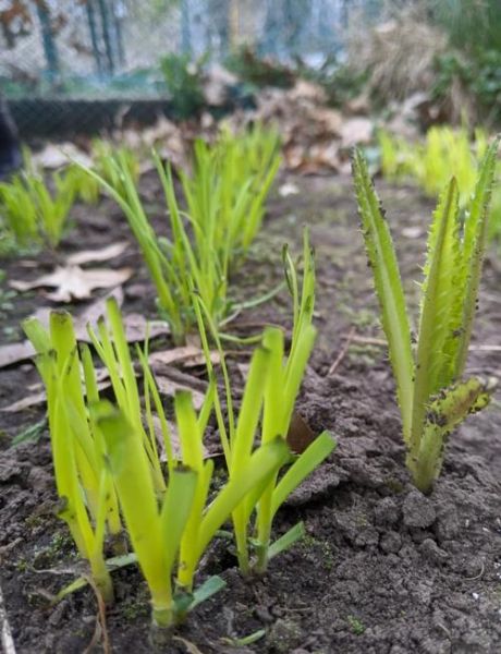 韭黄怎么种_韭黄种植方法-第2张图片-山城妙识