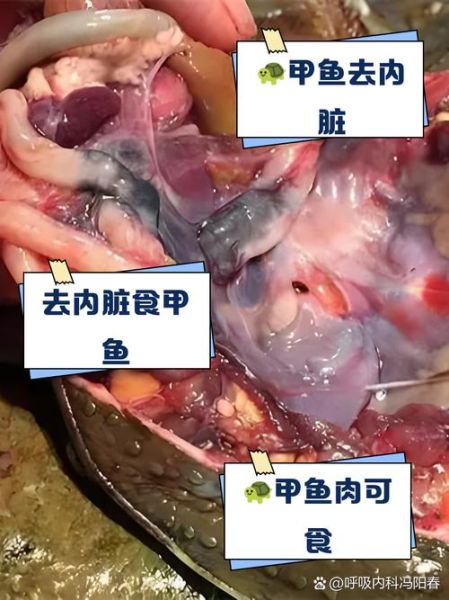 甲鱼内脏哪些不能吃_怎么处理最安全-第3张图片-山城妙识