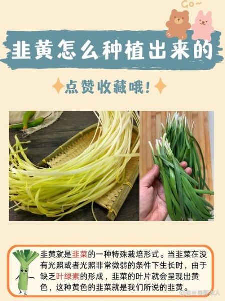 韭黄怎么种_韭黄种植方法-第3张图片-山城妙识