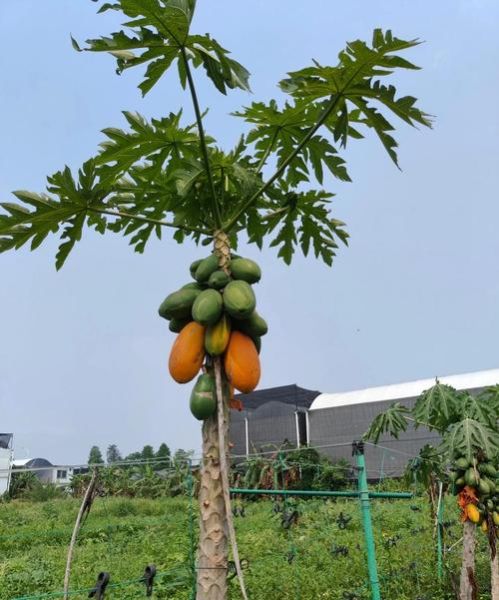 番木瓜的功效与作用_番木瓜的禁忌有哪些-第2张图片-山城妙识