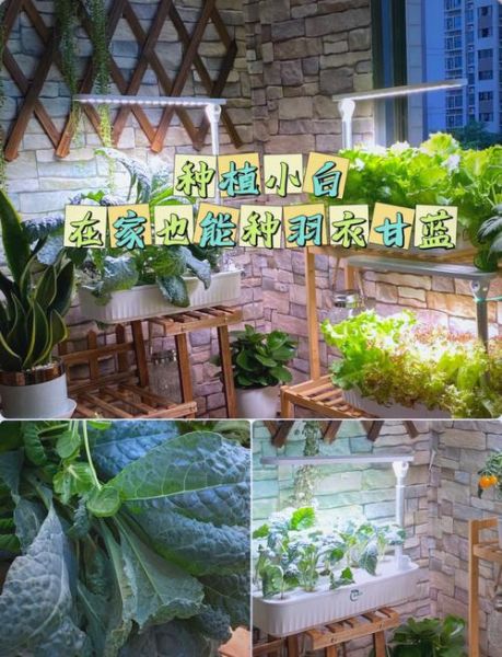 羽衣甘蓝怎么种_羽衣甘蓝种植方法-第1张图片-山城妙识