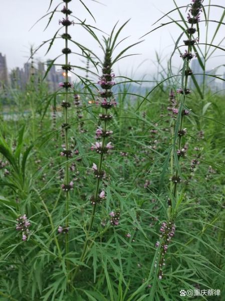 什么草药治妇科炎症_3种草药治妇科病真的有用吗-第3张图片-山城妙识