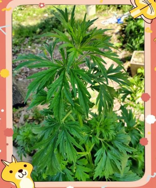 什么草药治妇科炎症_3种草药治妇科病真的有用吗-第2张图片-山城妙识