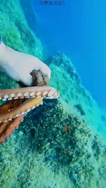 章鱼有几条腿_章鱼有几条触手-第3张图片-山城妙识 章鱼有几条腿_章鱼有几条触手-第3张图片-山城妙识