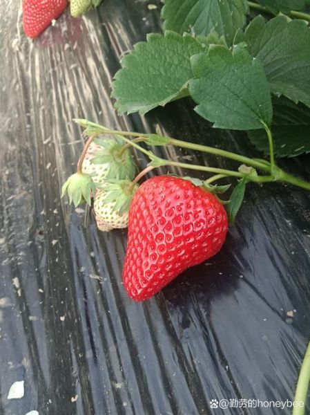 牛奶草莓是用牛奶浇的吗_真相揭秘-第2张图片-山城妙识 牛奶草莓是用牛奶浇的吗_真相揭秘-第2张图片-山城妙识