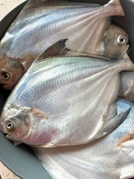 扁扁的鱼是什么鱼_和鲳鱼一样扁的鱼有哪些-第2张图片-山城妙识