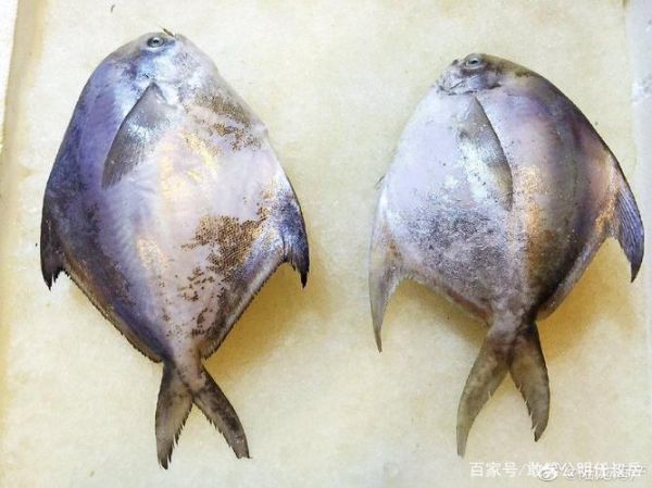 扁扁的鱼是什么鱼_和鲳鱼一样扁的鱼有哪些-第1张图片-山城妙识