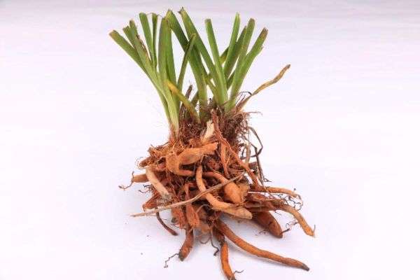 黄花菜怎么种植_黄花菜种植技术与管理-第1张图片-山城妙识