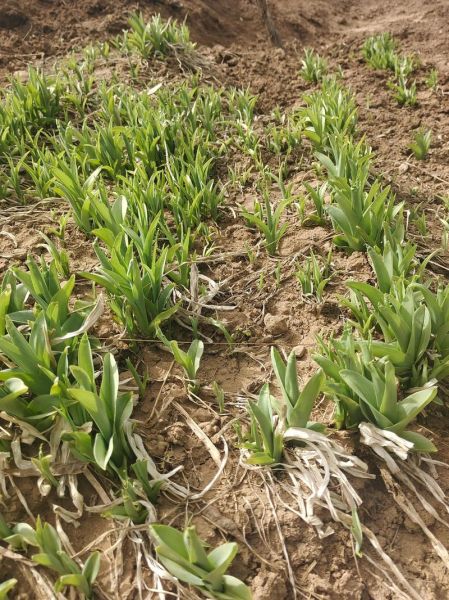 黄花菜怎么种植_黄花菜种植技术与管理-第2张图片-山城妙识