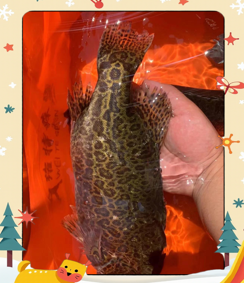 石斑鱼和老虎斑的区别_怎么区分石斑鱼与老虎斑-第2张图片-山城妙识