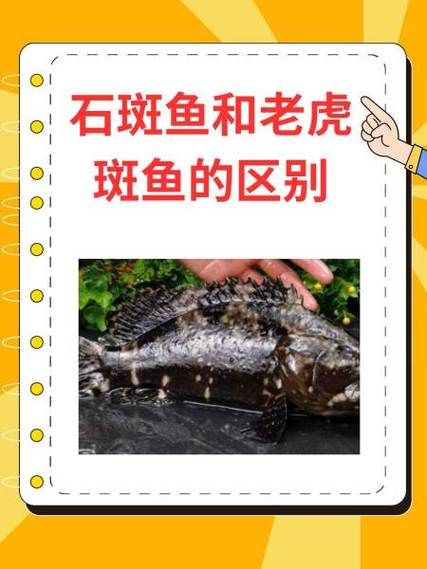 石斑鱼和老虎斑的区别_怎么区分石斑鱼与老虎斑-第1张图片-山城妙识