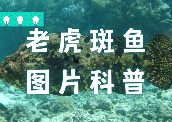 石斑鱼和老虎斑的区别_怎么区分石斑鱼与老虎斑-第3张图片-山城妙识