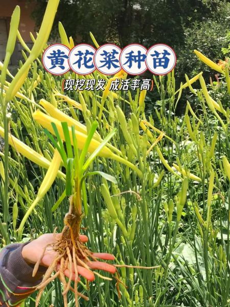 黄花菜怎么种植_黄花菜种植技术与管理-第3张图片-山城妙识