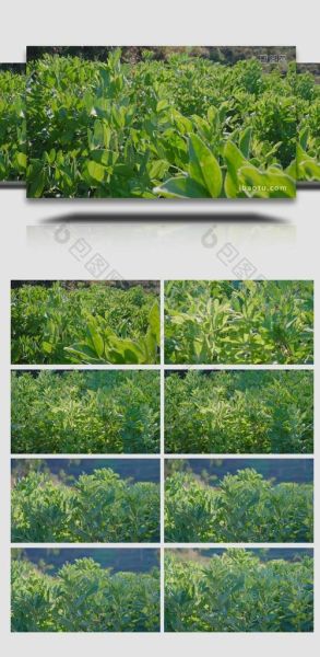 蚕豆树图片大全大图_蚕豆树长什么样-第1张图片-山城妙识 蚕豆树图片大全大图_蚕豆树长什么样-第1张图片-山城妙识