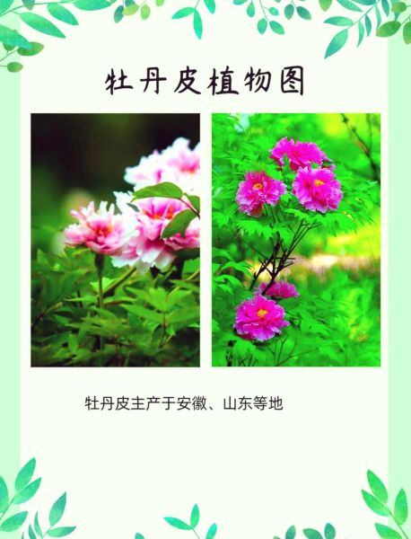 牡丹皮的功效与作用有哪些_牡丹皮能治疗哪些疾病-第2张图片-山城妙识