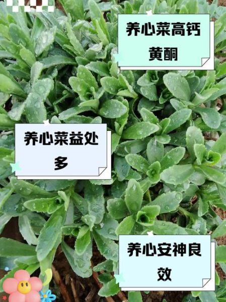 养心菜的功效与作用_养心菜怎么做好吃-第1张图片-山城妙识 养心菜的功效与作用_养心菜怎么做好吃-第1张图片-山城妙识