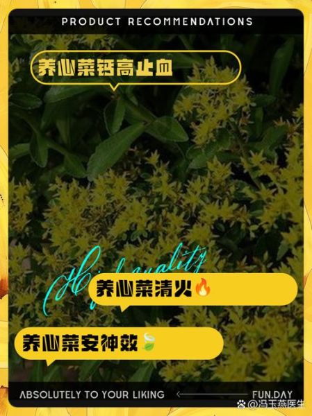养心菜的功效与作用_养心菜怎么做好吃-第2张图片-山城妙识 养心菜的功效与作用_养心菜怎么做好吃-第2张图片-山城妙识