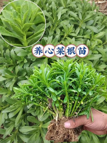 养心菜的功效与作用_养心菜怎么做好吃-第3张图片-山城妙识 养心菜的功效与作用_养心菜怎么做好吃-第3张图片-山城妙识