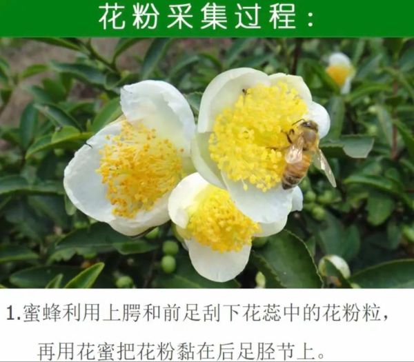 茶花粉怎么吃效果好_茶花粉的正确吃法-第2张图片-山城妙识 茶花粉怎么吃效果好_茶花粉的正确吃法-第2张图片-山城妙识