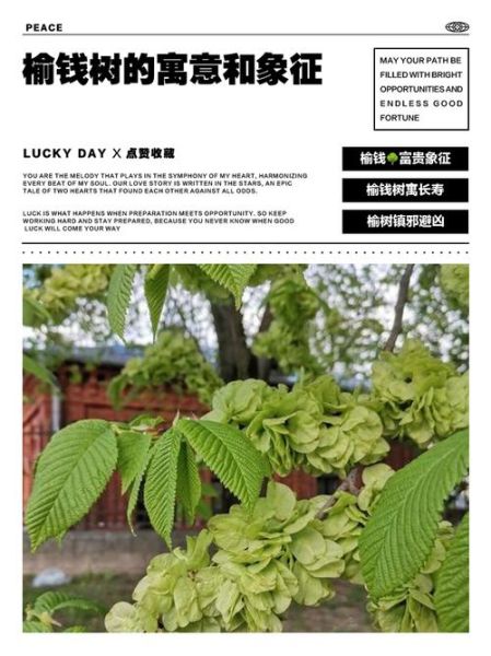 榆钱树和榆树有什么区别_榆钱树是不是榆树-第1张图片-山城妙识