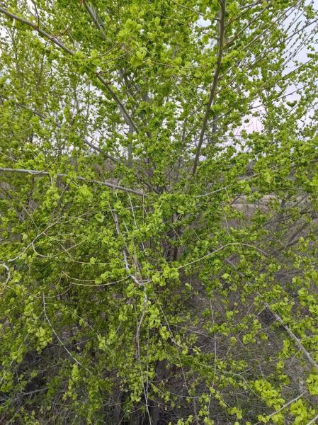 榆钱树和榆树有什么区别_榆钱树是不是榆树-第2张图片-山城妙识