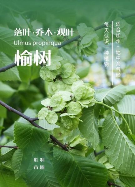 榆钱树和榆树有什么区别_榆钱树是不是榆树-第3张图片-山城妙识