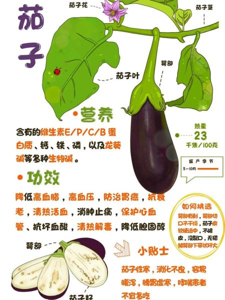 茄子能减肥吗_茄子有哪些功效-第2张图片-山城妙识 茄子能减肥吗_茄子有哪些功效-第2张图片-山城妙识
