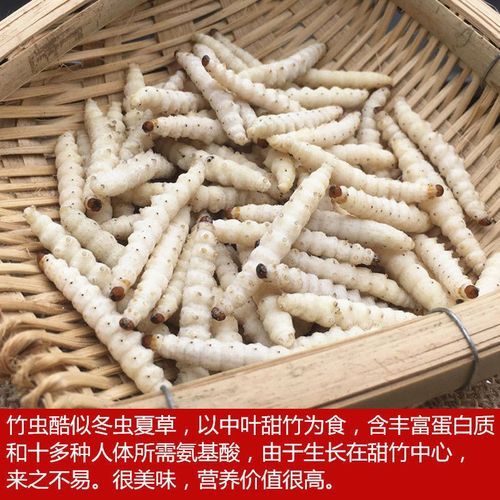 竹笋虫多少钱一斤_竹笋虫价格行情-第3张图片-山城妙识