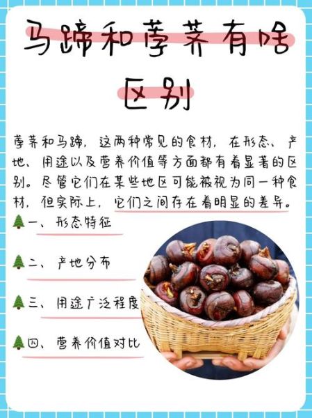 像马蹄的薯叫什么_马蹄薯与荸荠区别-第2张图片-山城妙识