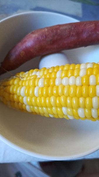 水煮甜玉米怎么煮好吃窍门_甜玉米煮多久才够甜-第3张图片-山城妙识 水煮甜玉米怎么煮好吃窍门_甜玉米煮多久才够甜-第3张图片-山城妙识