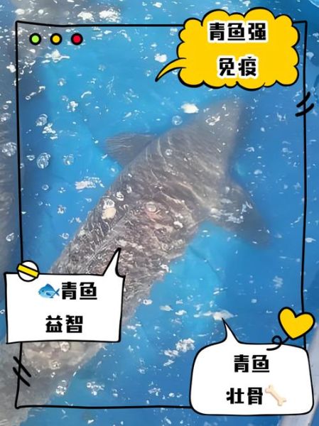 青鱼是什么鱼_青鱼营养价值及做法-第2张图片-山城妙识 青鱼是什么鱼_青鱼营养价值及做法-第2张图片-山城妙识