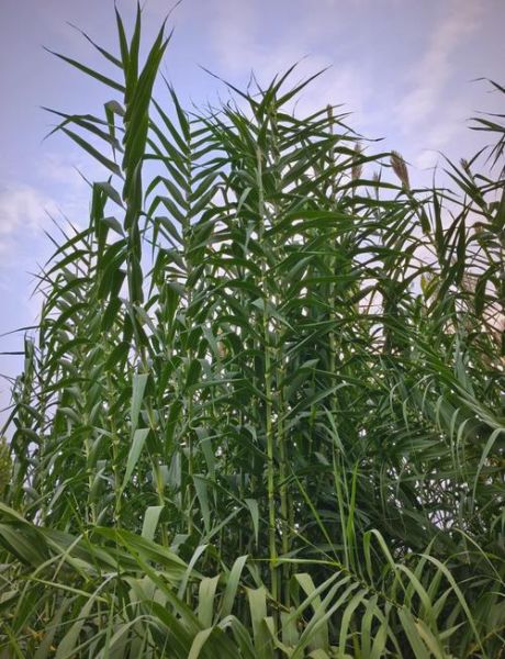 芦竹是什么植物_芦竹和芦苇的区别-第1张图片-山城妙识