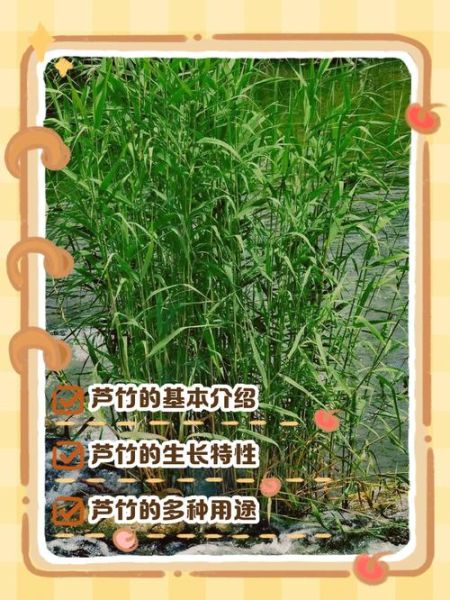 芦竹是什么植物_芦竹和芦苇的区别-第2张图片-山城妙识