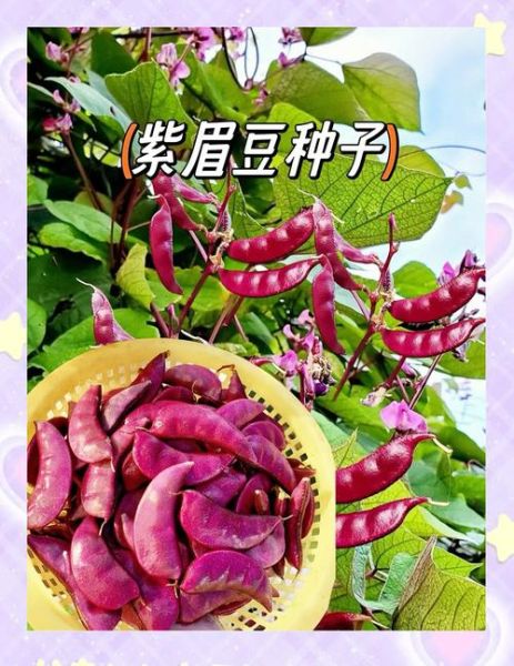 眉豆怎么做好吃_眉豆的做法大全-第2张图片-山城妙识