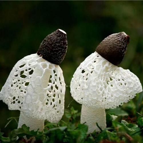 干竹荪怎么吃_干竹荪怎么泡发-第1张图片-山城妙识 干竹荪怎么吃_干竹荪怎么泡发-第1张图片-山城妙识