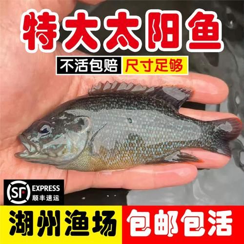 太阳鱼多少钱一斤_太阳鱼价格行情-第1张图片-山城妙识