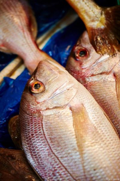 太阳鱼多少钱一斤_太阳鱼价格行情-第2张图片-山城妙识