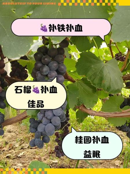 贫血吃什么水果最好_贫血补血水果推荐-第2张图片-山城妙识