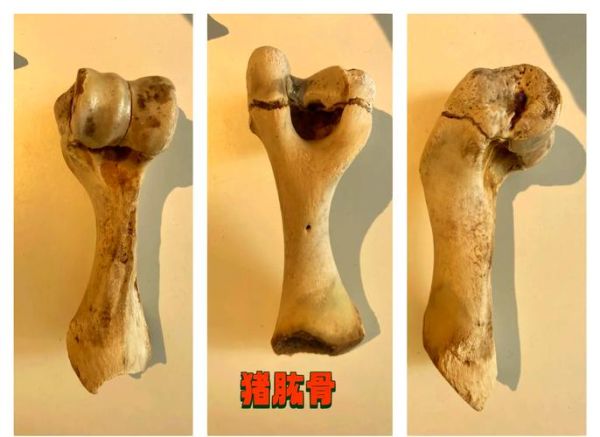 猪肘子前肘好还是后肘好_口感营养区别-第3张图片-山城妙识