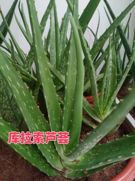 芦荟的品种图片大全_如何区分常见芦荟-第3张图片-山城妙识