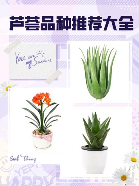 芦荟的品种图片大全_如何区分常见芦荟-第2张图片-山城妙识