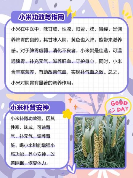 小米的营养价值及功效与作用_小米适合什么人吃-第1张图片-山城妙识