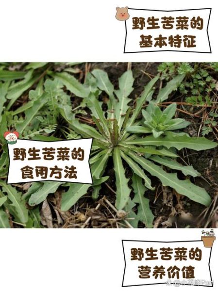 野生苦菜图片大全_野生苦菜长什么样-第1张图片-山城妙识 野生苦菜图片大全_野生苦菜长什么样-第1张图片-山城妙识