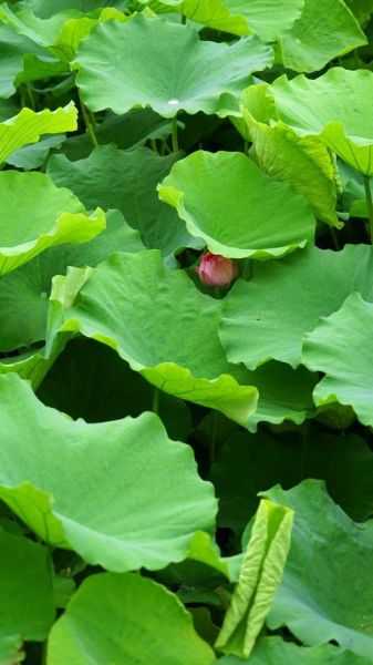 荷叶图片大全_如何拍摄高清荷叶照片-第2张图片-山城妙识