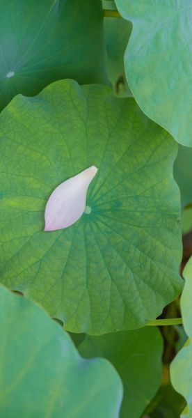 荷叶图片大全_如何拍摄高清荷叶照片-第3张图片-山城妙识