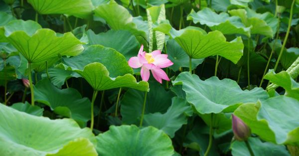 荷叶图片大全_如何拍摄高清荷叶照片-第1张图片-山城妙识